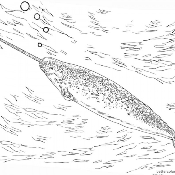 Two cute narwhals coloring pages - Free Printable Coloring Pages