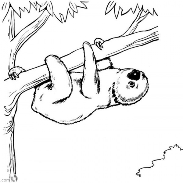 Sloth Coloring Pages Realistic Three Toed Sloth - Free Printable ...