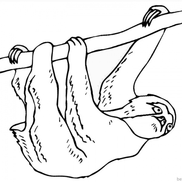 Sloth Coloring Pages - Free Printable Coloring Pages