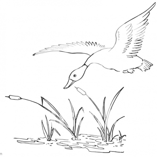 Pond Coloring Pages Four Ducks Swimming - Free Printable Coloring Pages