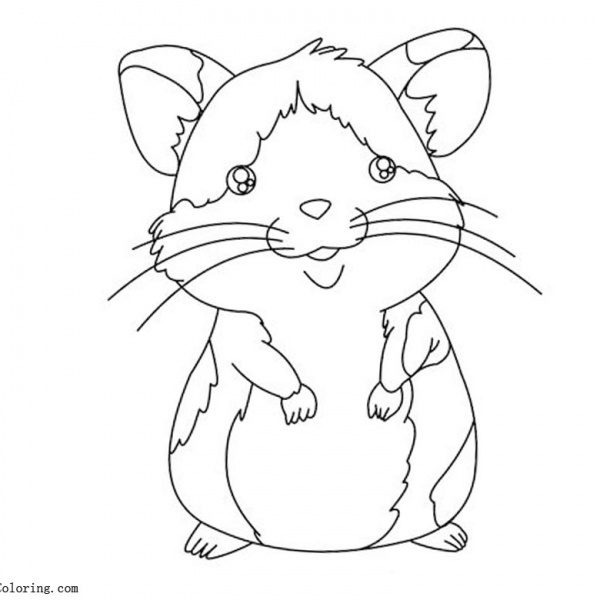 Hamster Coloring Pages Realistic Drawing - Free Printable Coloring Pages