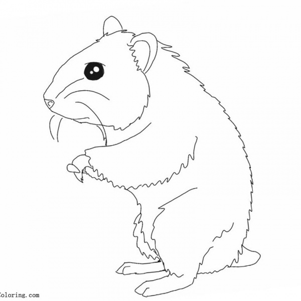 Hamster Coloring Pages Realistic Drawing - Free Printable Coloring Pages