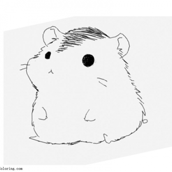 Hamster Coloring Pages Realistic Drawing - Free Printable Coloring Pages