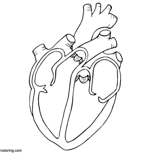 Anatomy of Female Reproductive System Coloring Pages - Free Printable ...