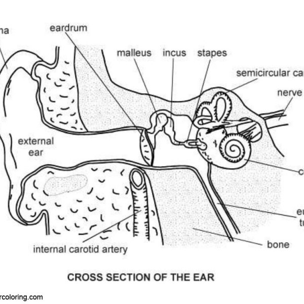 Anatomy Coloring Pages - Free Printable Coloring Pages