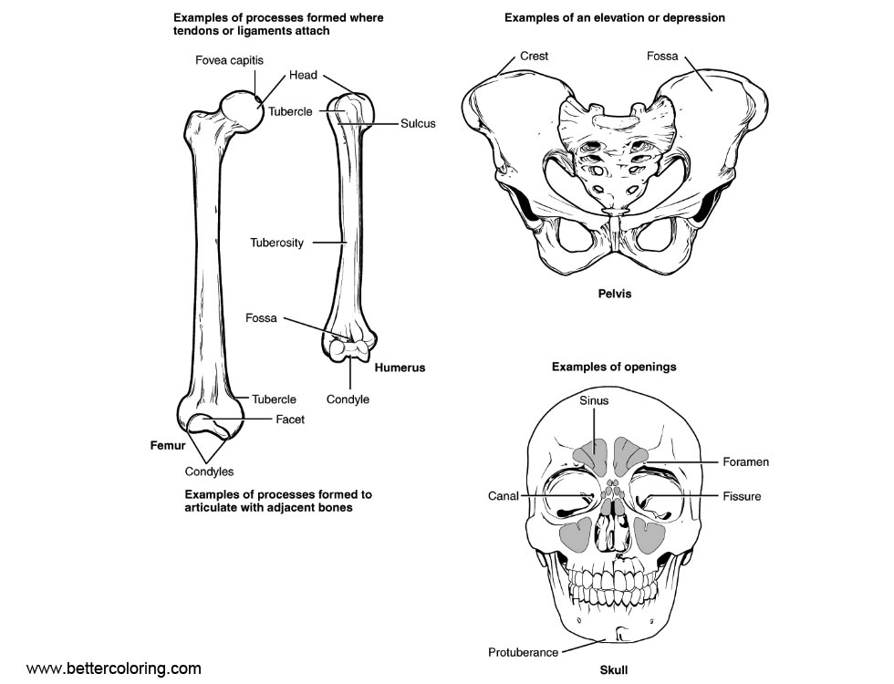 Anatomy Coloring Pages Human Bone Structure Free Printable Coloring Pages