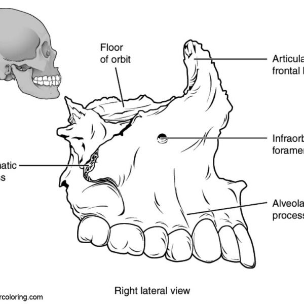 Human Ear Anatomy Coloring Pages - Free Printable Coloring Pages