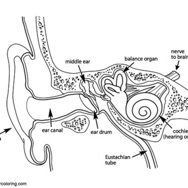 Ear Coloring Page Sketch Coloring Page