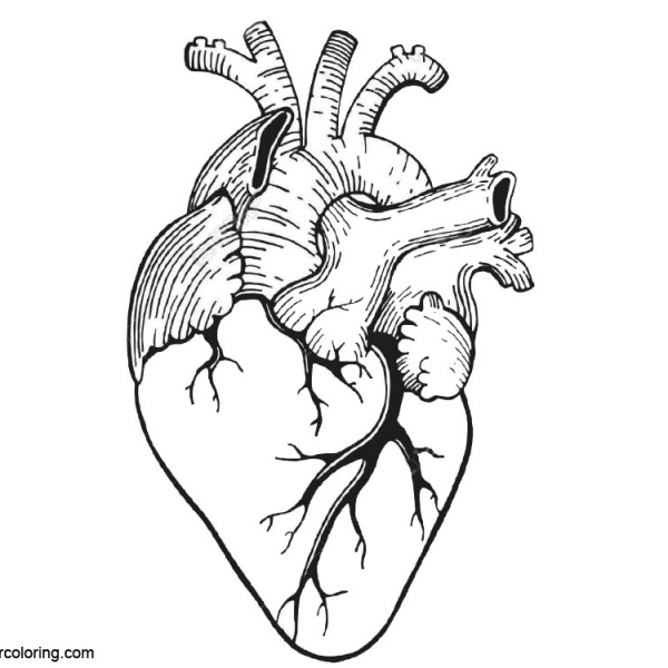 Anatomy Coloring Pages of Human Heart - Free Printable Coloring Pages