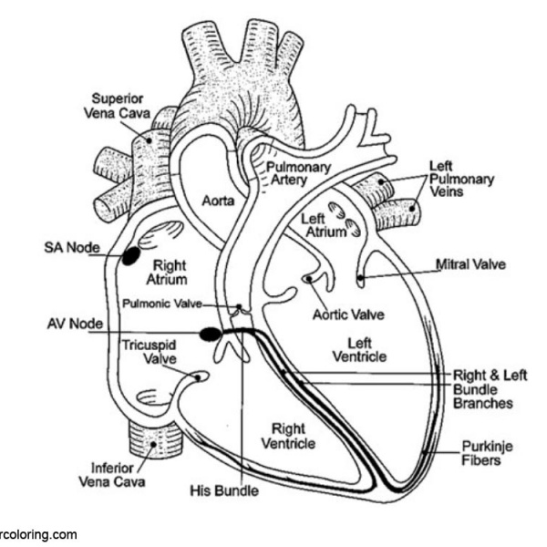 Heart Coloring Worksheet Anatomy Coloring Pages