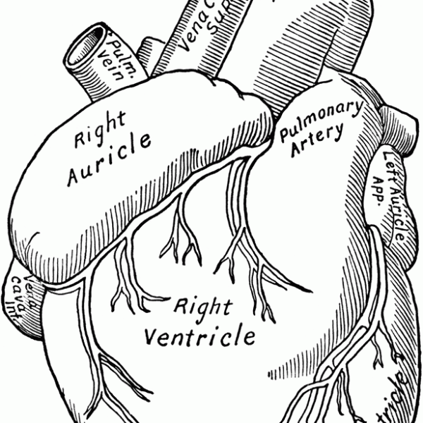 Anatomy Coloring Pages The heart is a pump - Free Printable Coloring Pages