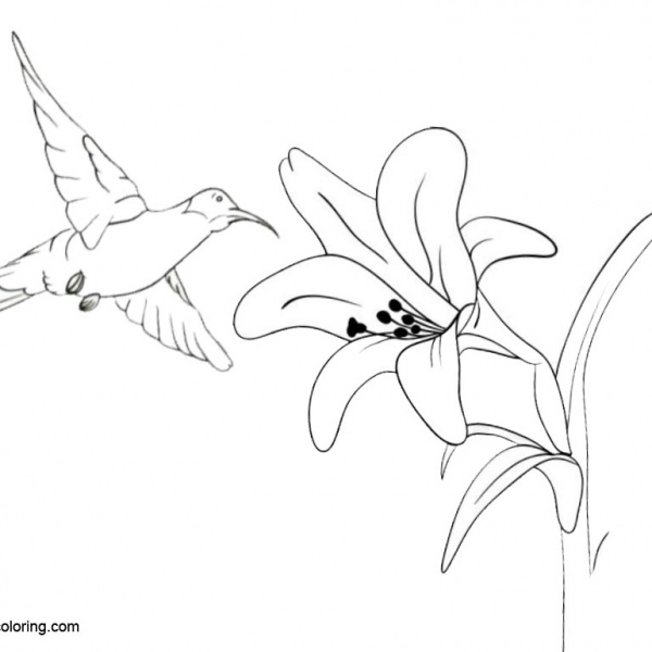 Hummingbird Coloirng Pages with Flowers - Free Printable Coloring Pages