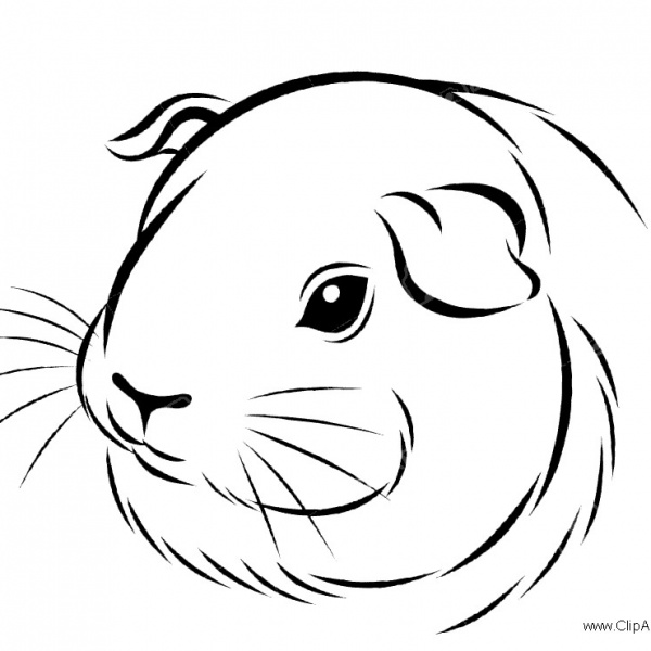 Cute Guinea Pig Coloring Pages - Free Printable Coloring Pages