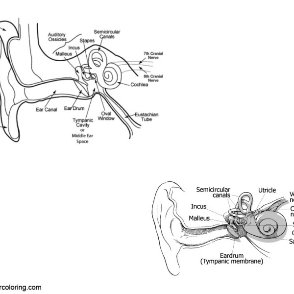 Anatomy Coloring Pages Head and Neck - Free Printable Coloring Pages