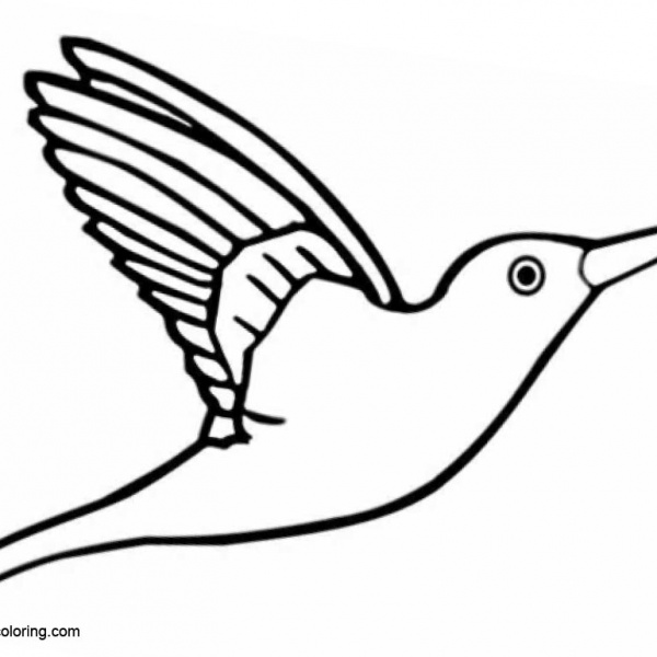 Hummingbird Outline Drawing Clipart Simple Cartoon Sketch Draw Birds ...