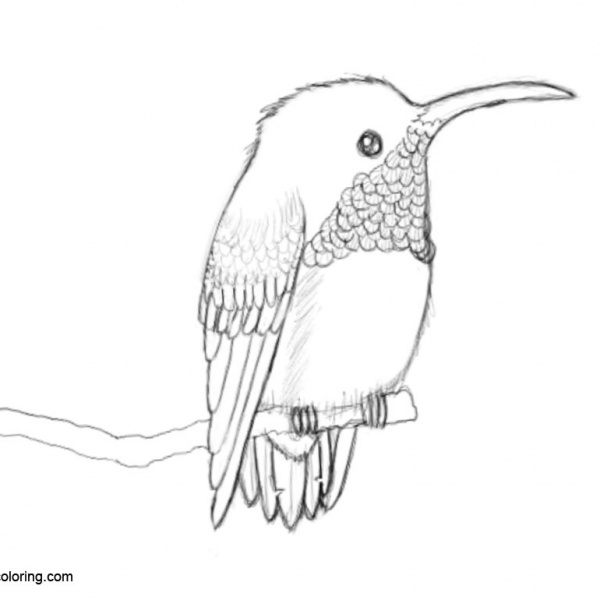 Realistic Hummingbird Coloirng Pages - Free Printable Coloring Pages