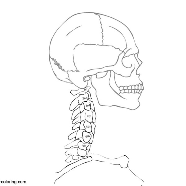 Anatomy Coloring Pages - Free Printable Coloring Pages