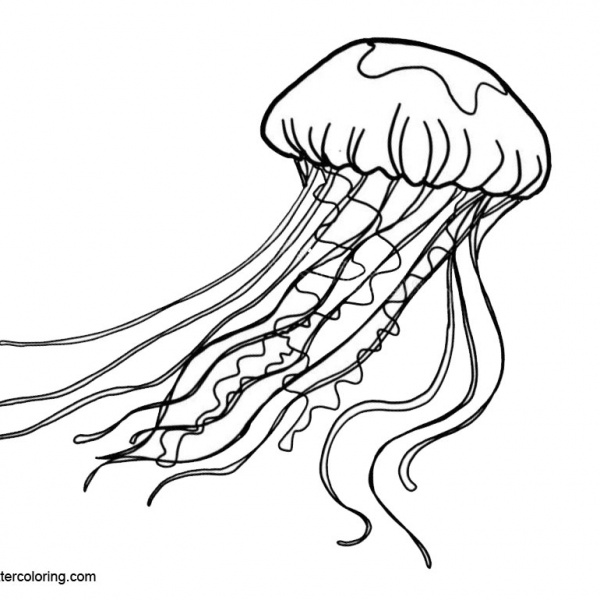 Simple Jellyfish Coloring Pages