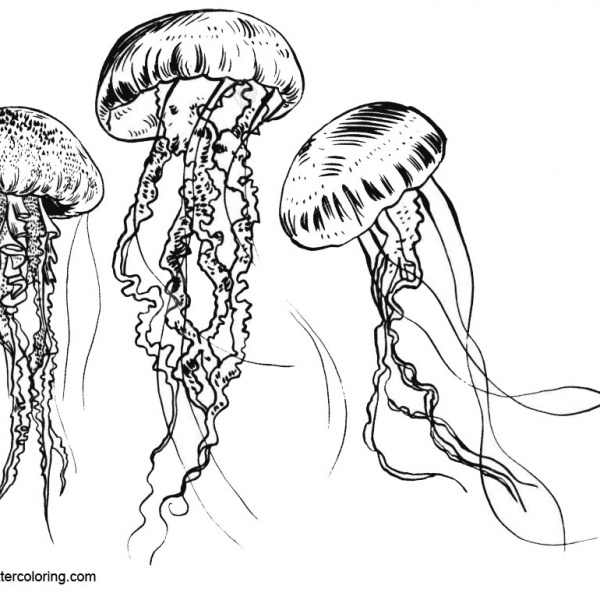 Jellyfish Coloring Pages - Free Printable Coloring Pages