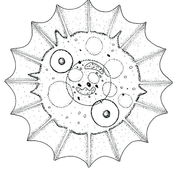 Animal Cell Coloring Pages Magna Cell Structures and Functions - Free ...