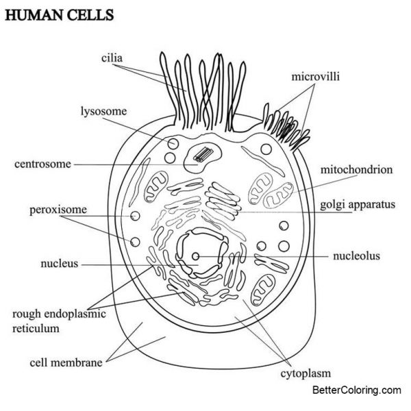 Animal Cell Coloring Pages - Free Printable Coloring Pages