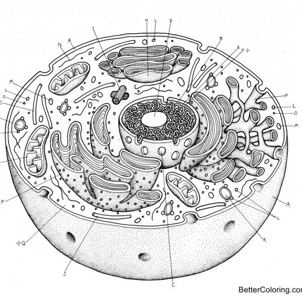Diagram of Animal Cell Coloring Pages - Free Printable Coloring Pages