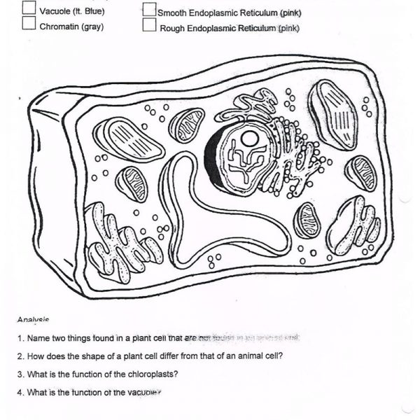 Plant Cell Coloring Pages - Free Printable Coloring Pages