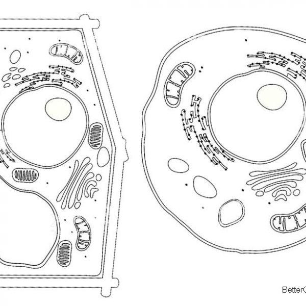Animal Cell Coloring Pages Magna Cell Structures And Functions Free