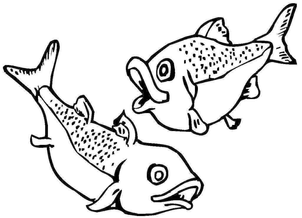 Salmon Coloring Chinook Pages Fish Drawing Kids Drawings Template ...